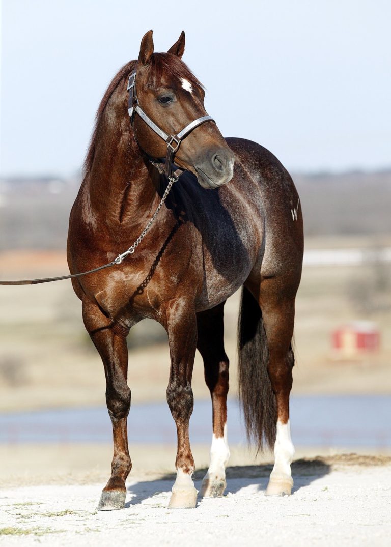High Brow Cat - The Legacy Lives On - Cutting Horse Training Videos ...