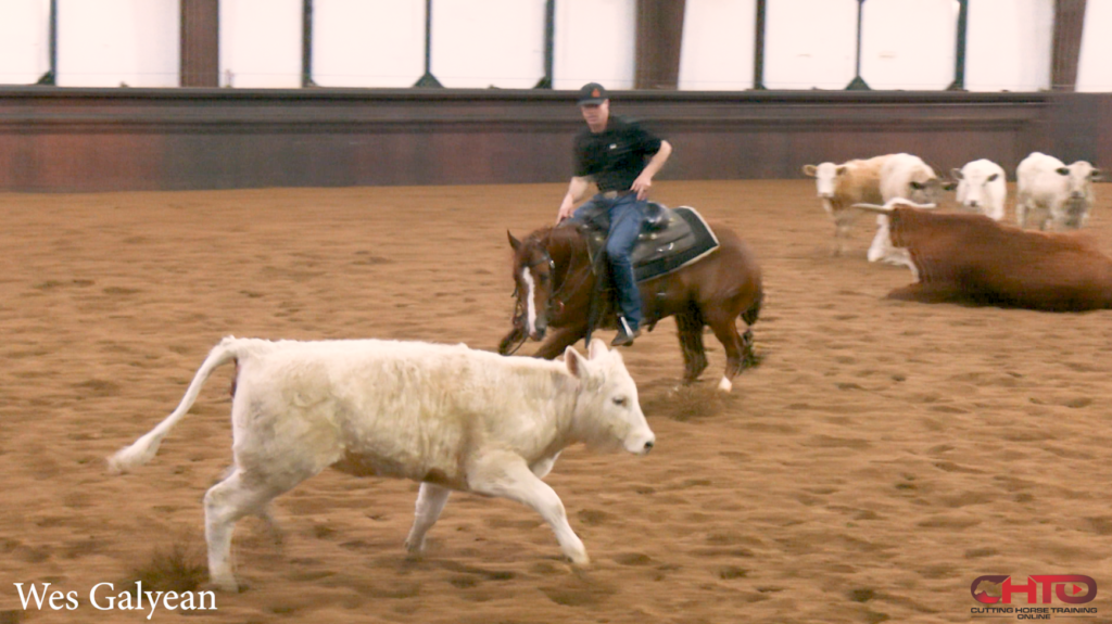 How To Teach Your Futurity Horses To Challenge The Cow And Build Cow ...